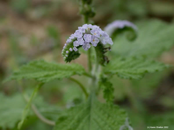 indian heliotrope wildflower picture Heliotropium indicum
