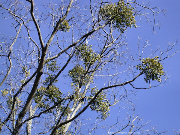 American Mistletoe Picture